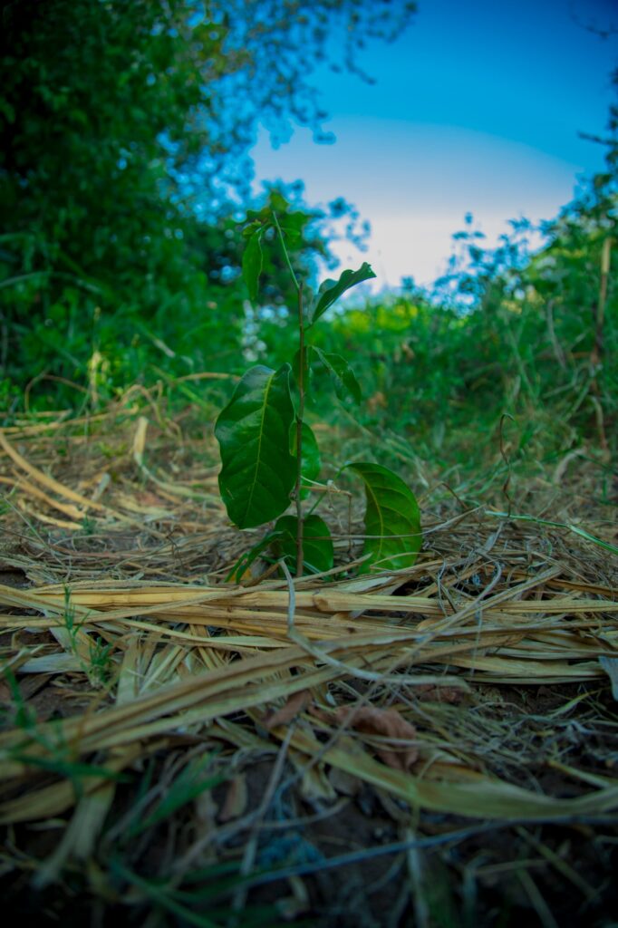 Tanzania Water Catchment and Reforestation - ConservationVIP